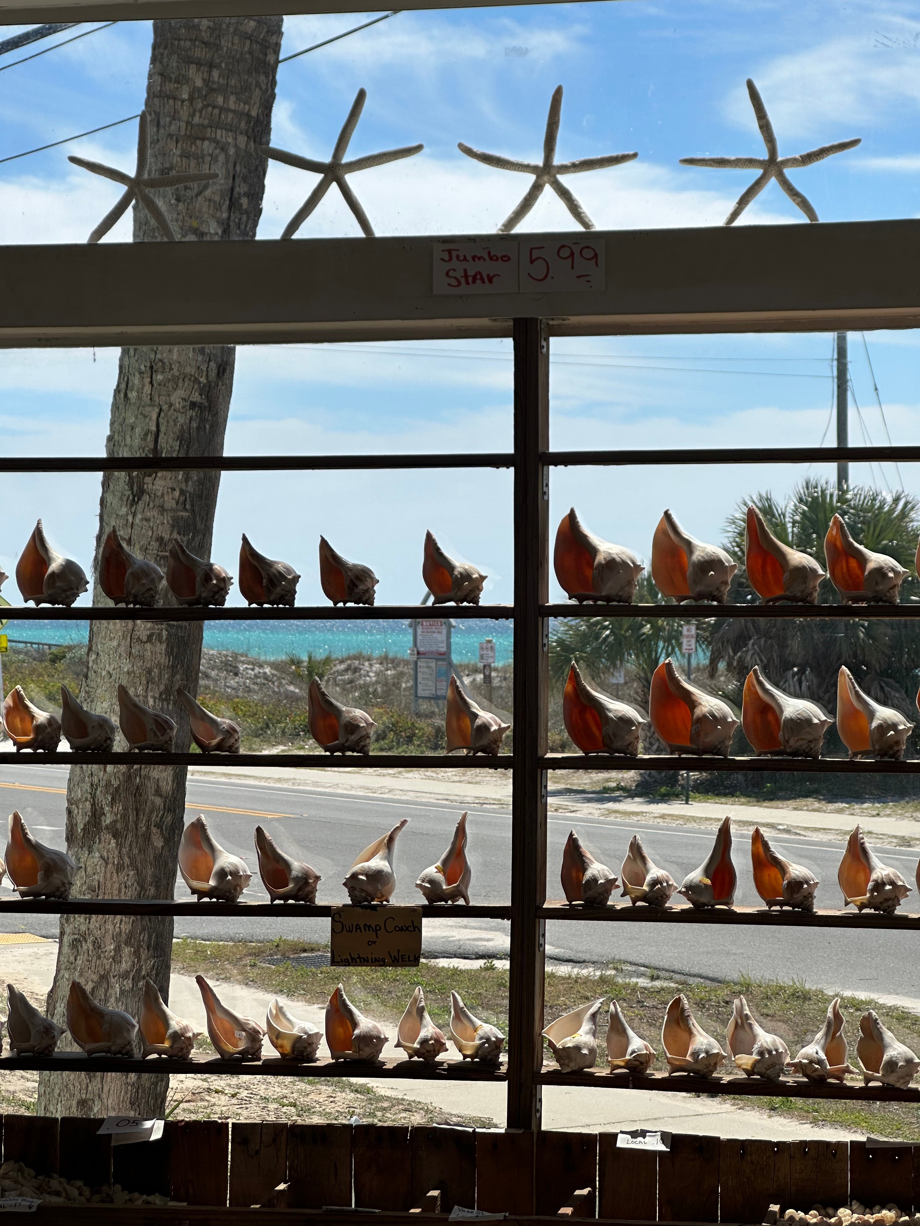 The Shell Shop Has a Name – BECASA